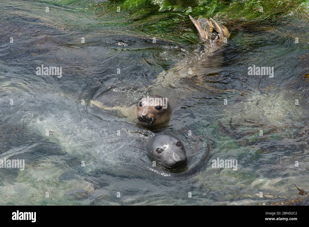 Northern elephant seal (Mirounga angustirostris) two swimming near ...