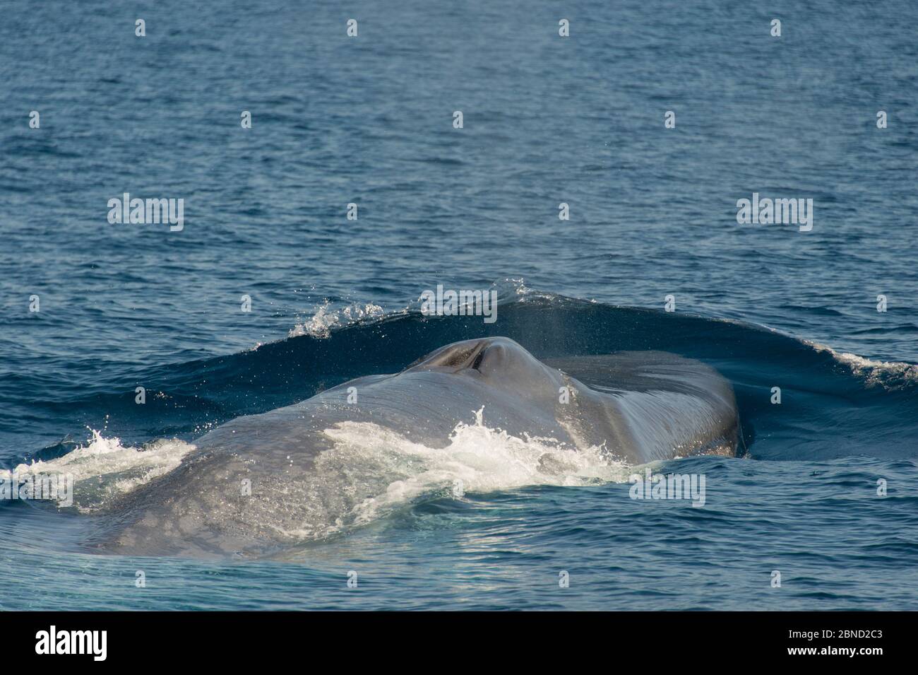 Blue whale balaenoptera musculus surfacing hi-res stock photography and ...