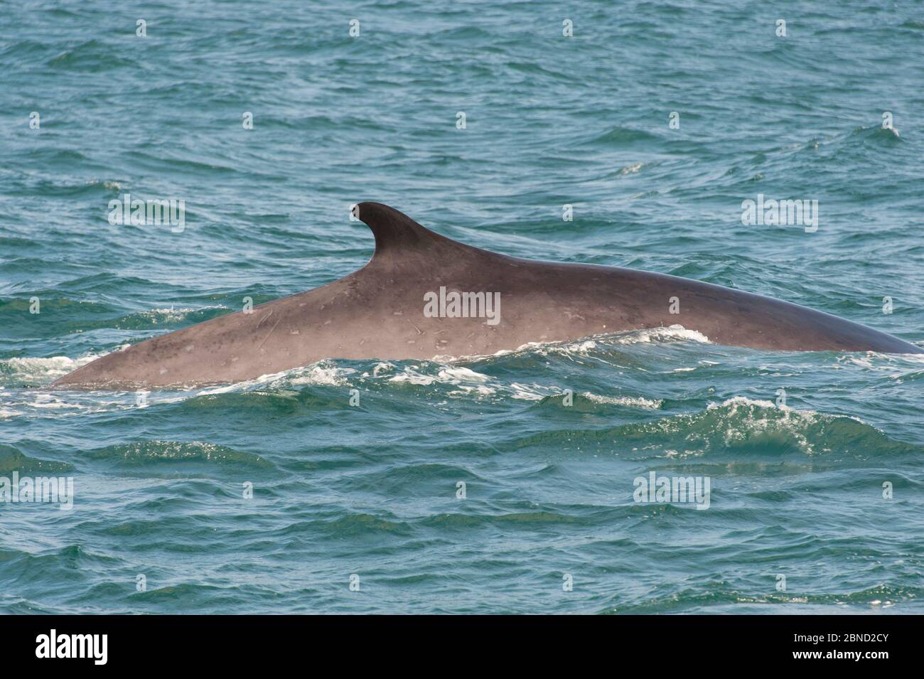 Fin whale (Balaenoptera physalus) Baja California, Mexico Stock Photo ...