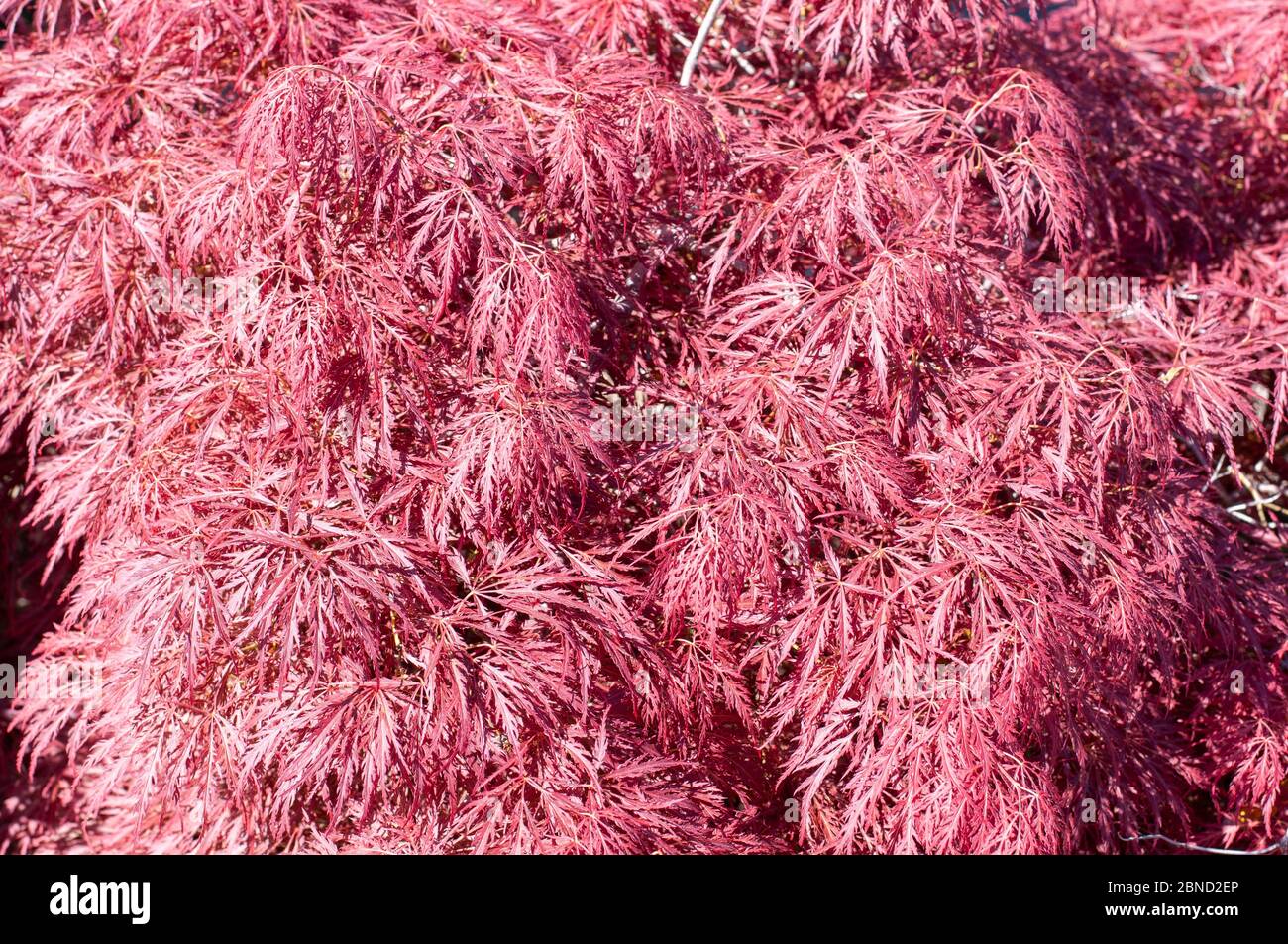 Close up japanese palmate maple hi-res stock photography and images - Alamy
