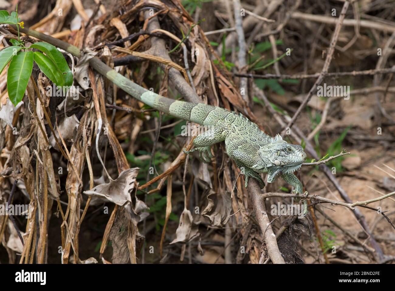 Green iguana (Iguana iguana) Pantanal, Brazil Stock Photo - Alamy