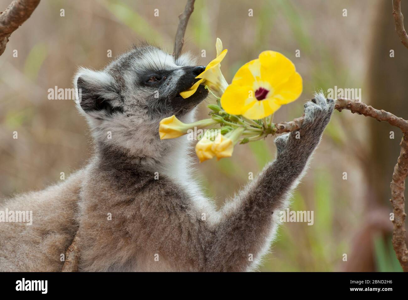Ring Tailed Lemurs Eating Flowers