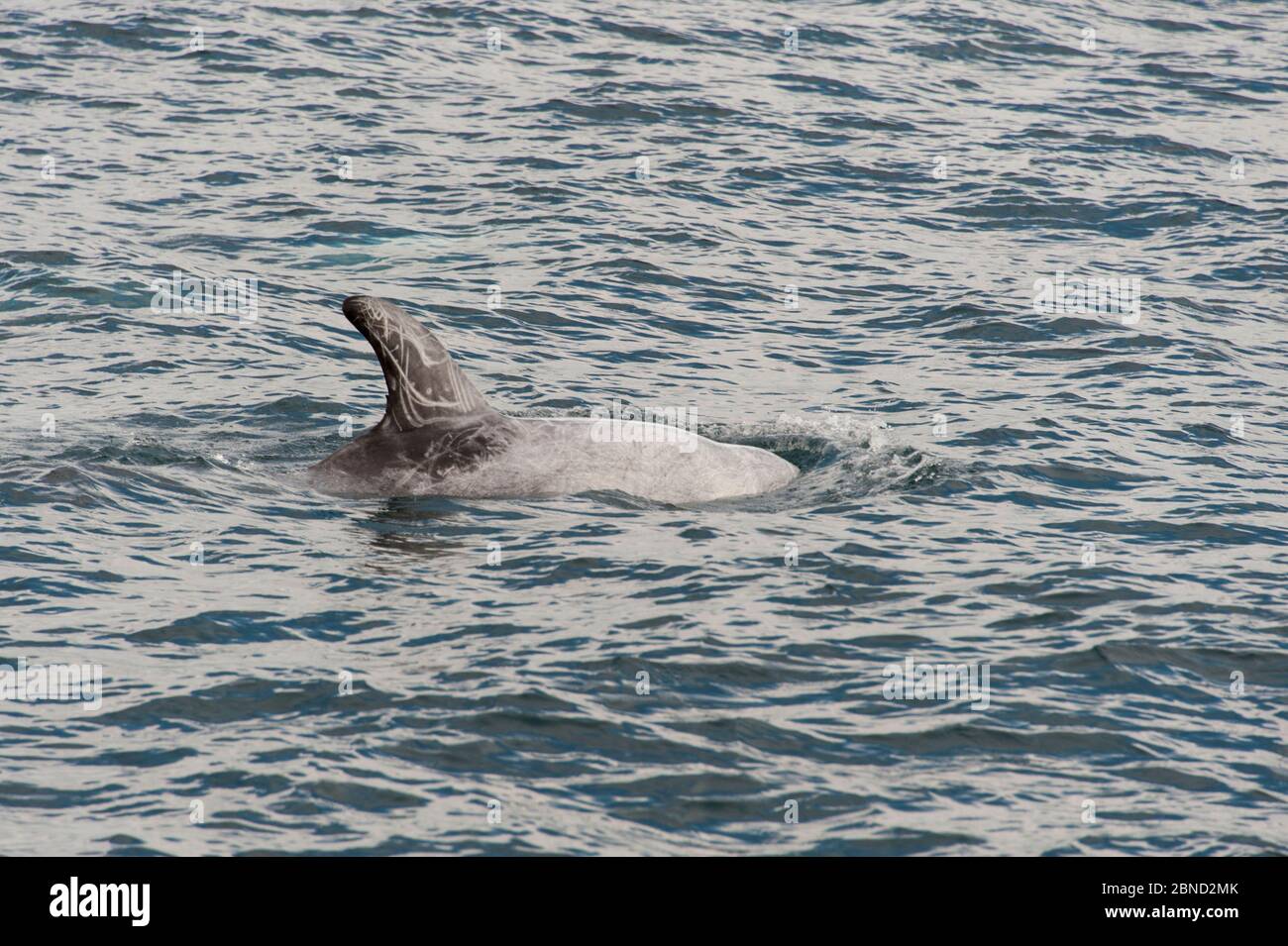 Risso's dolphin (Grampus griseus) surfacing, Baja California, Mexico ...