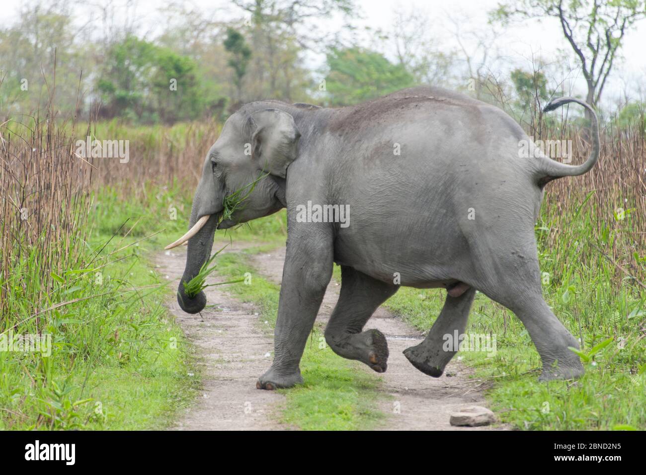 Elephant tracks hi-res stock photography and images - Alamy