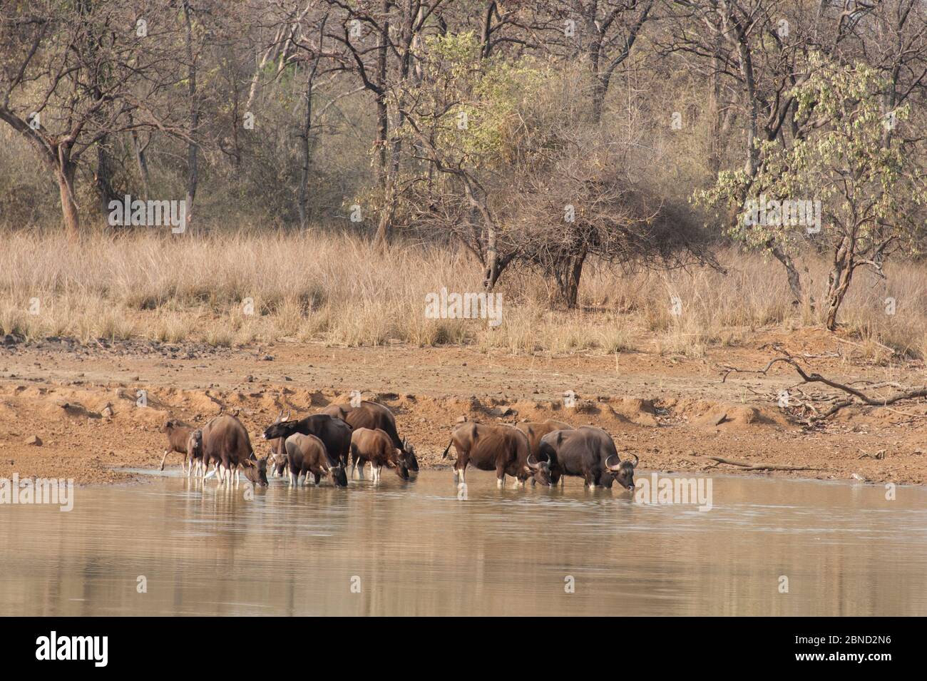 Herd of Gaur (Bos gaurus) in river, Tadoba National Park, India Stock ...