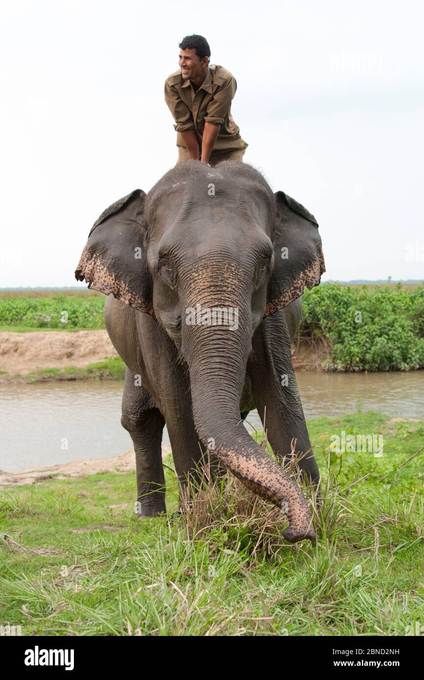 Mahout riding Asian elephant (Elephas maximus) Kaziranga National Park ...