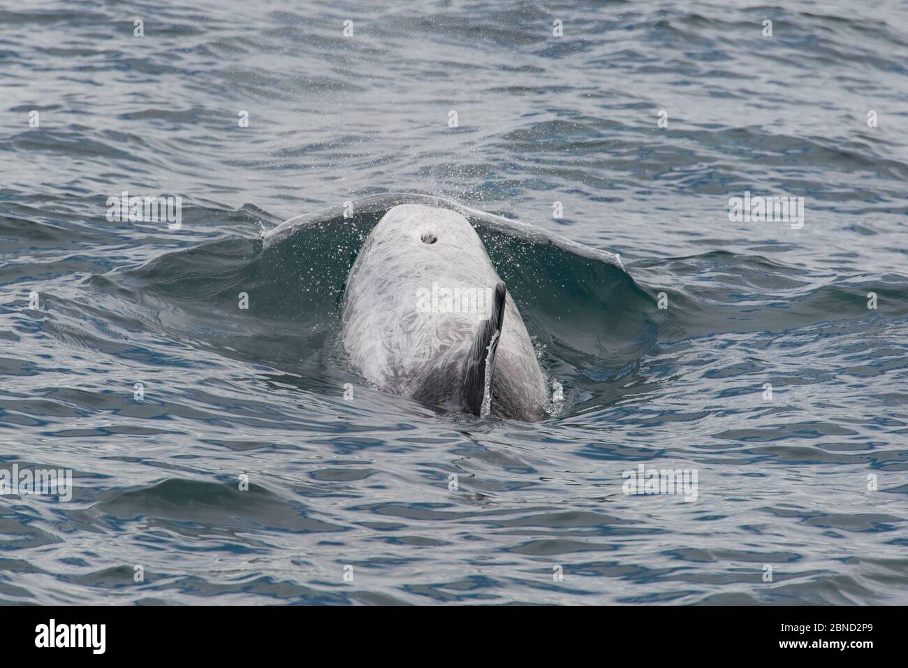 Grampus rissoanus hi-res stock photography and images - Alamy