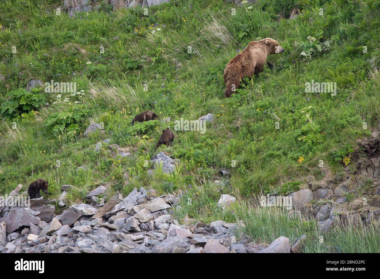 Brown Bear (Ursus arctos) mother and 3-4 month triplet cubs walking up ...