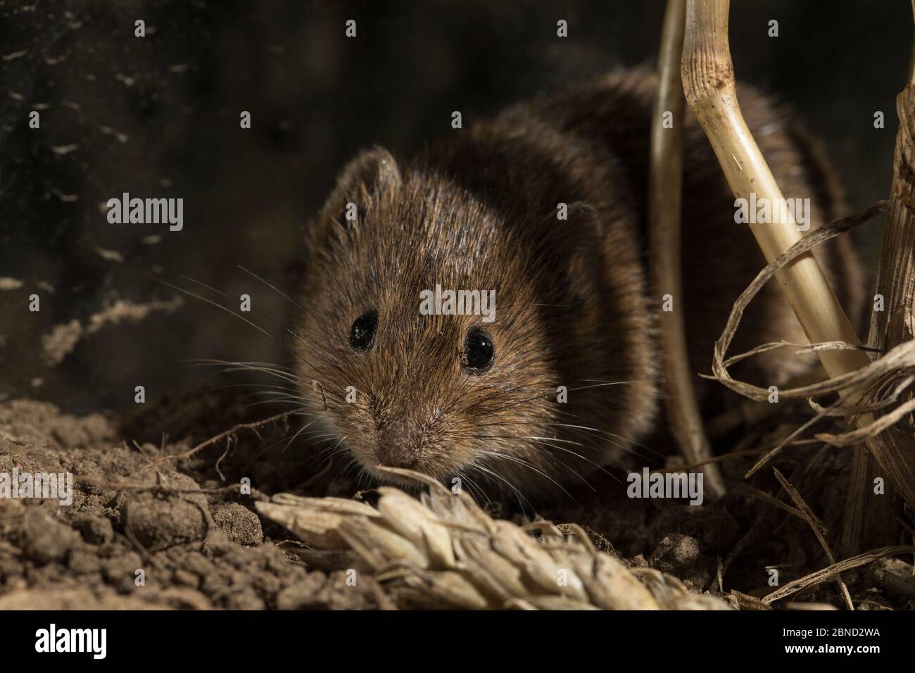 Common vole (Microtus arvalis) in field stubble, Lower Saxony, Germany ...