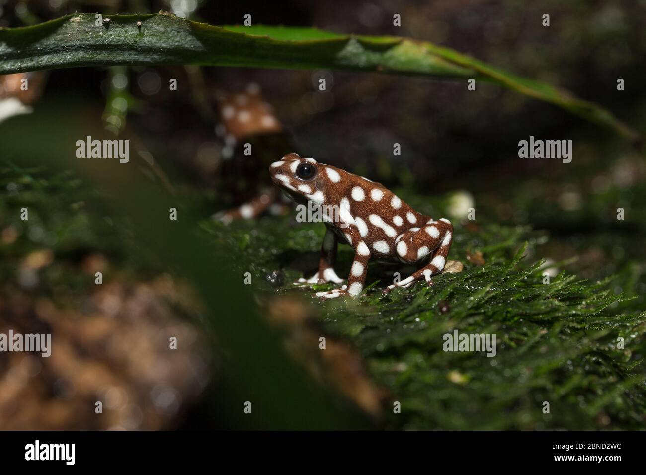 Maranon poison frog excidobates mysteriosus hi-res stock photography ...