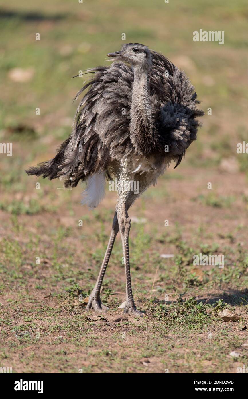 Greater rhea (Rhea americana) walking through Pantanal, Brazil Stock Photo - Alamy