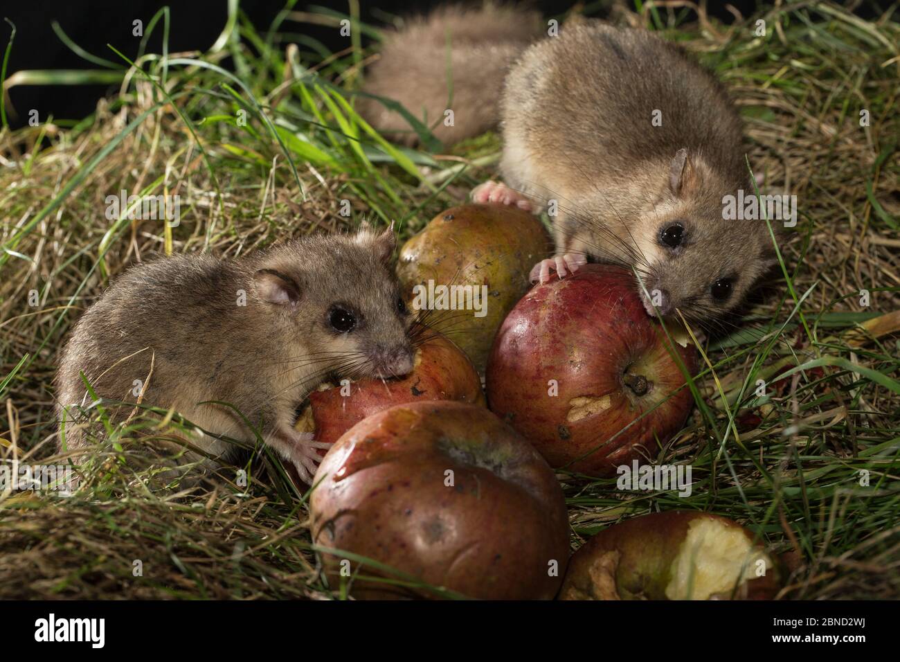 Edible doormouse hi-res stock photography and images - Alamy