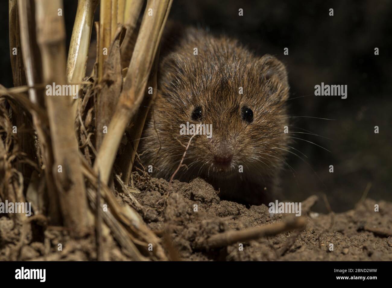 Common vole (Microtus arvalis) in field stubble, Lower Saxony, Germany ...