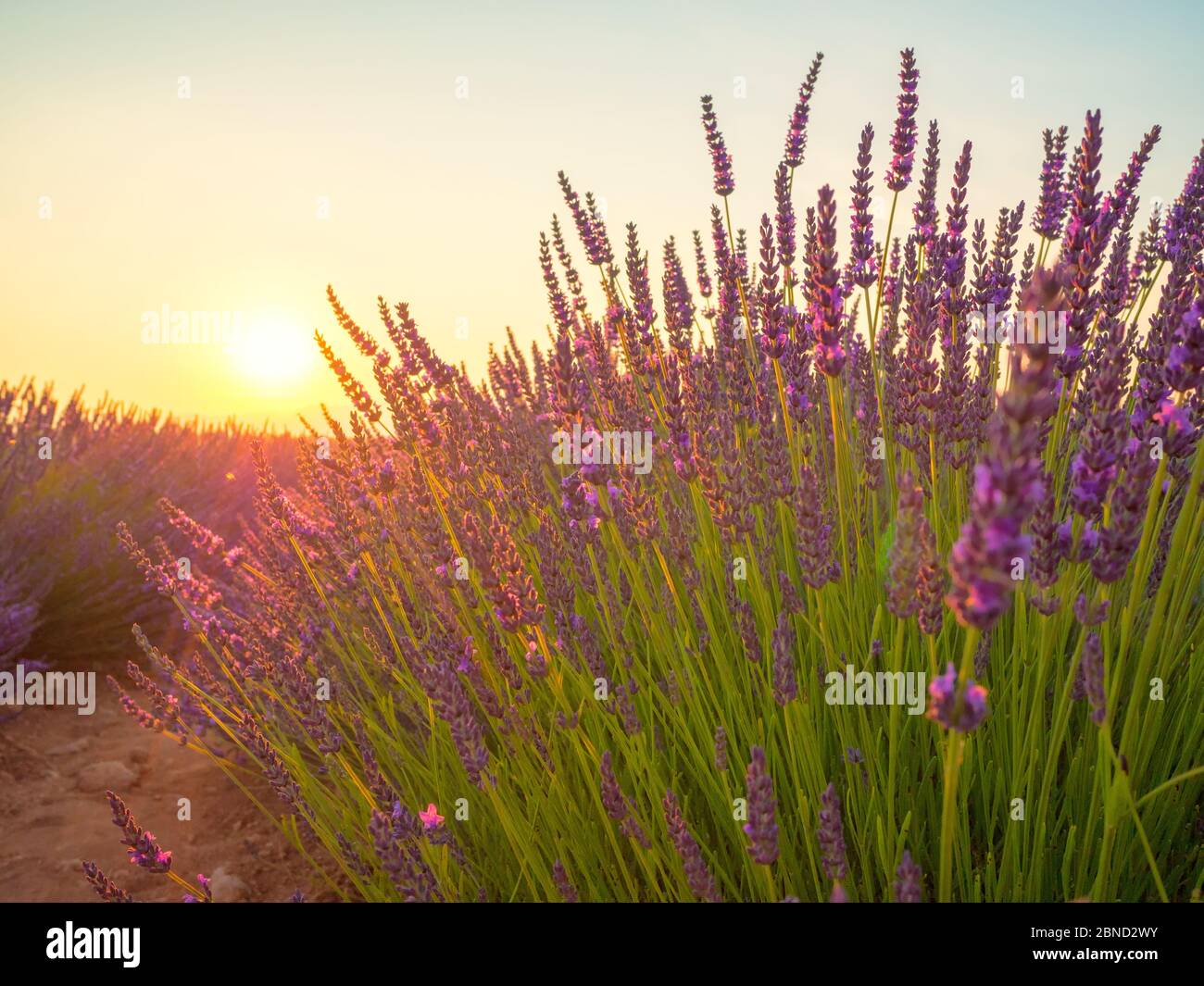 Closeup view of sunset over violet lavender field in Provence Stock ...
