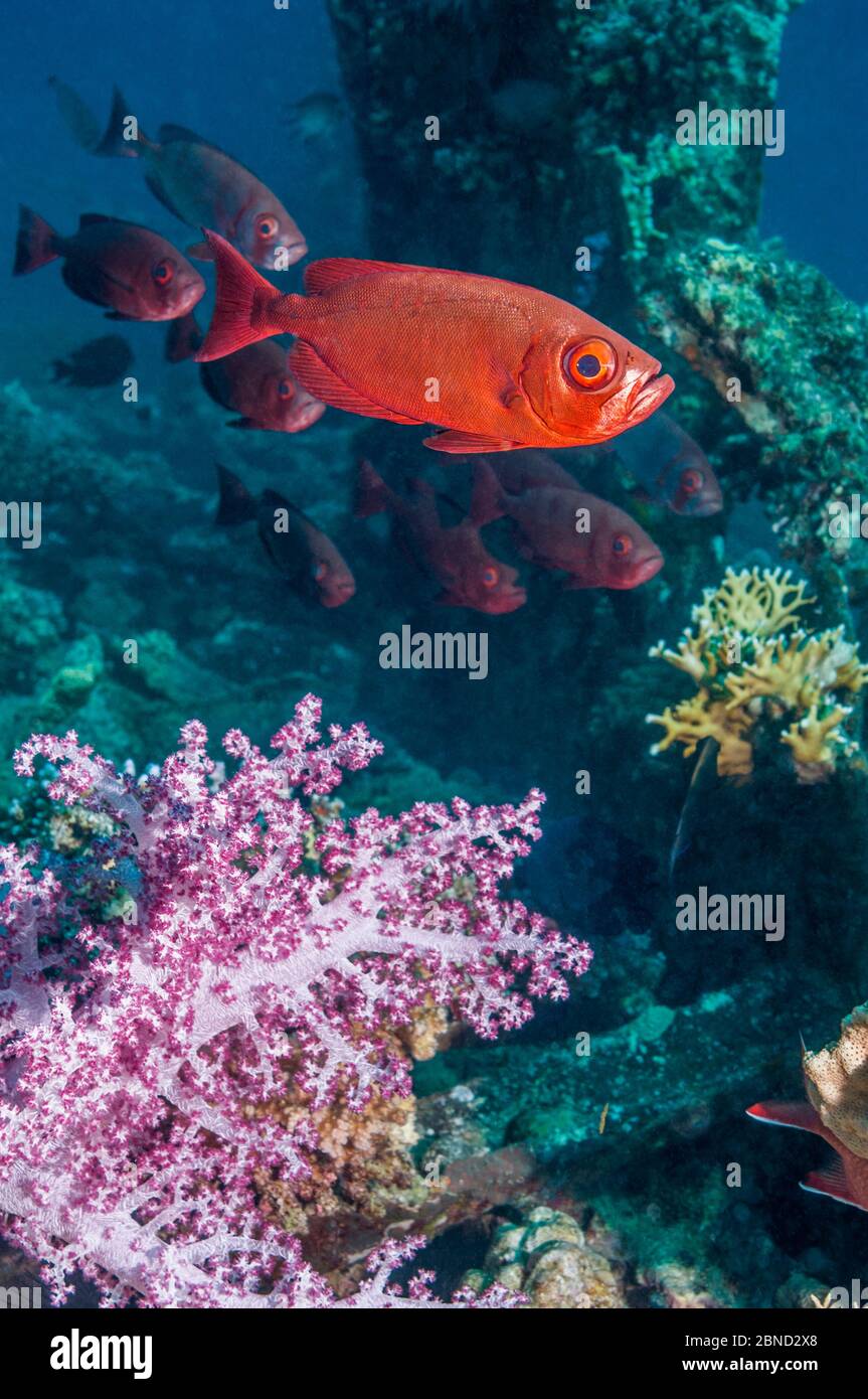 Big-eye fish (Priacanthus hamrur). Egypt, Red Sea Stock Photo - Alamy