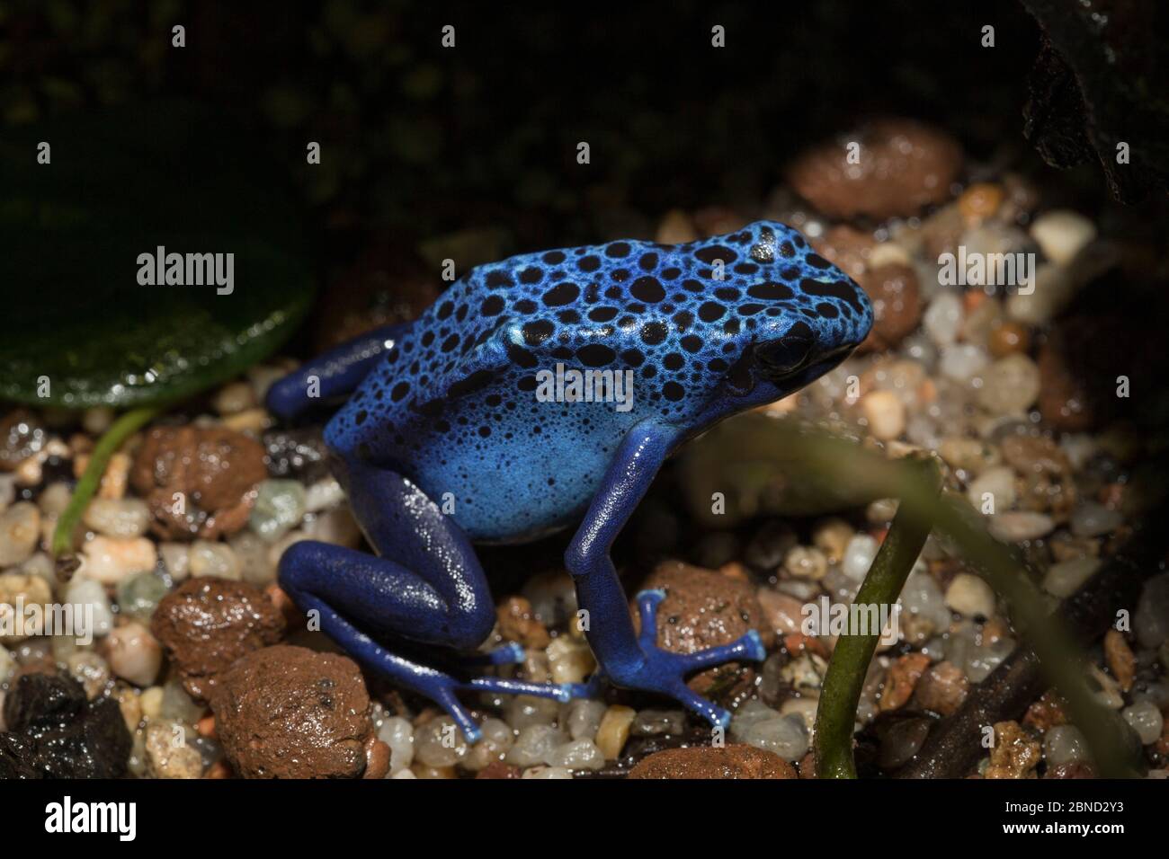 Blue poison dart frog (Dendrobates tinctorius azureus), adult, captive ...