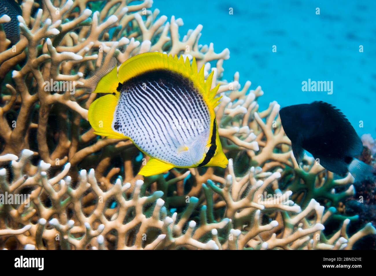 Black butterflyfish (Chaetodon melannotus) Egypt, Red Sea Stock Photo ...