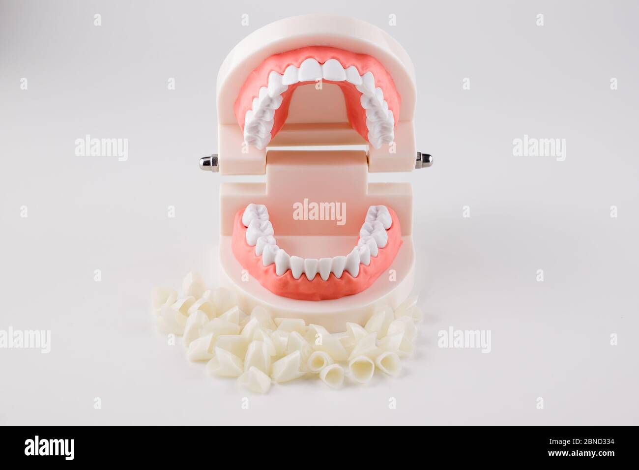 acrylic human jaw model for studying oral hygiene Stock Photo - Alamy