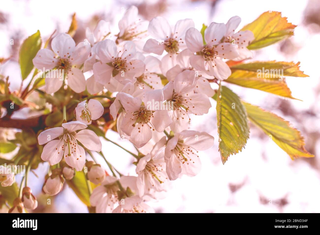 Cherry Blossom and sunshine Stock Photo - Alamy