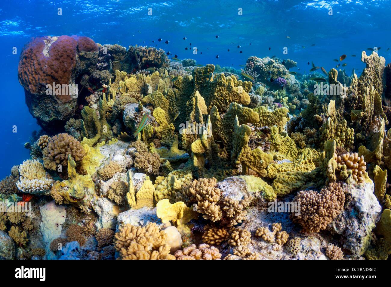 Coral reef with Fire coral (Millepora sp.) Egypt, Red Sea Stock Photo ...