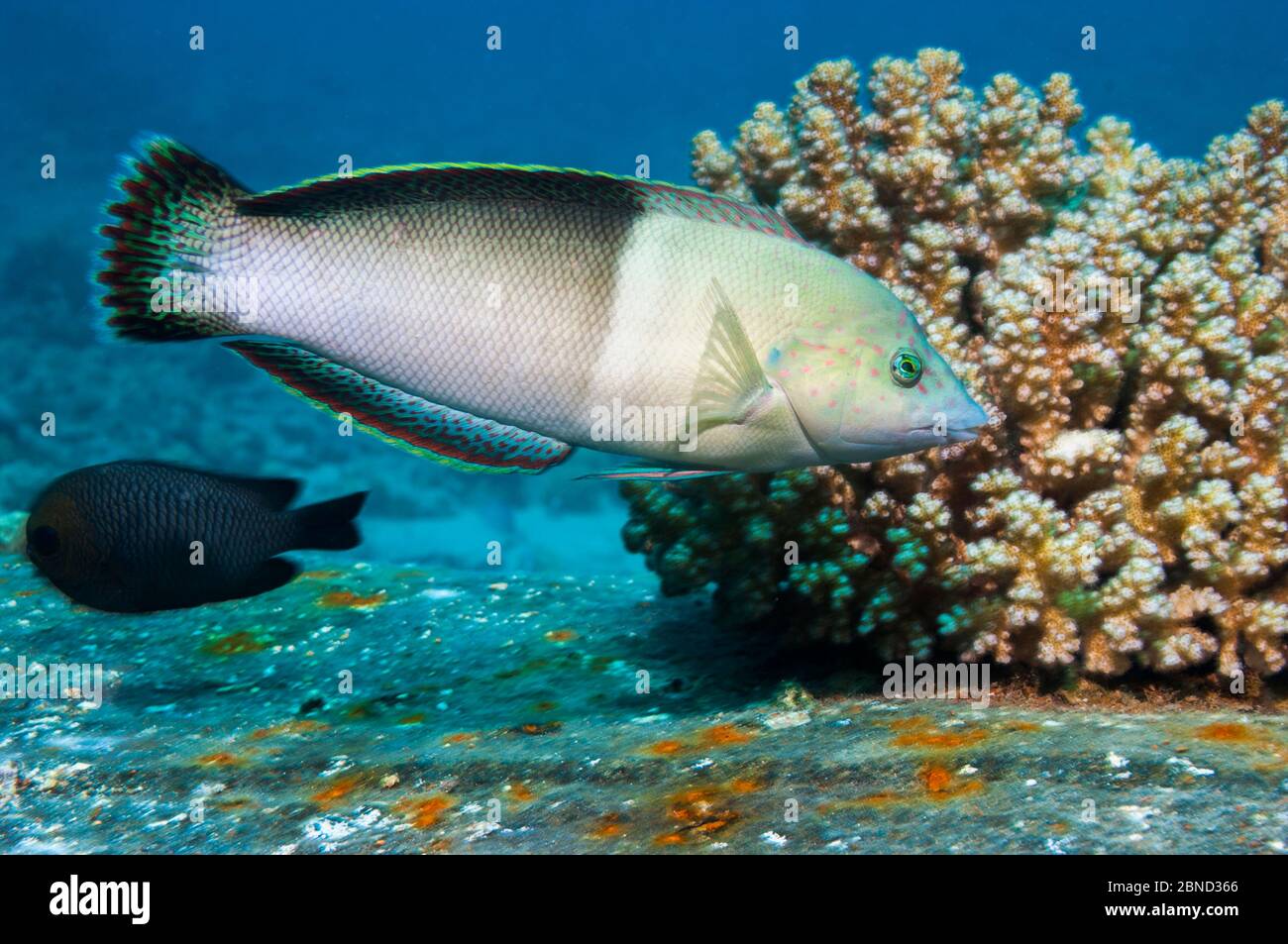 Clown sand wrasse (Coris aygula), female. Egypt, Red Sea Stock Photo ...