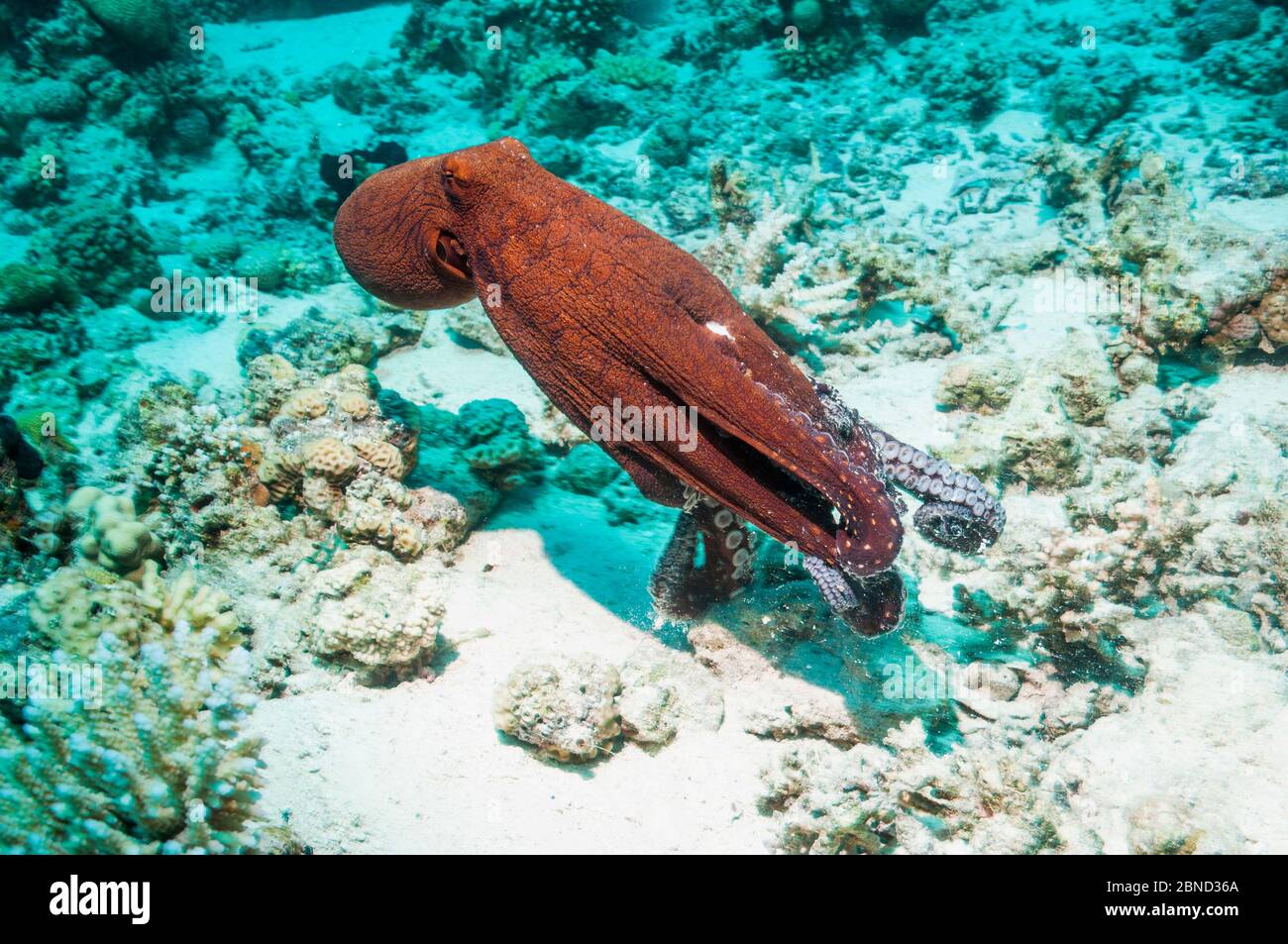 Octopus swimming hi-res stock photography and images - Alamy