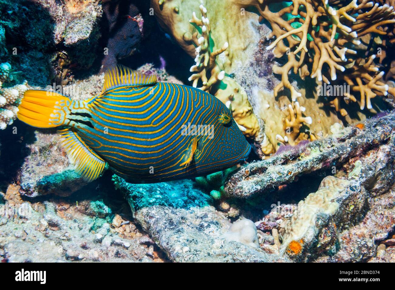 Orangestriped triggerfish (Balistapus undulatus). Egypt, Red Sea Stock ...