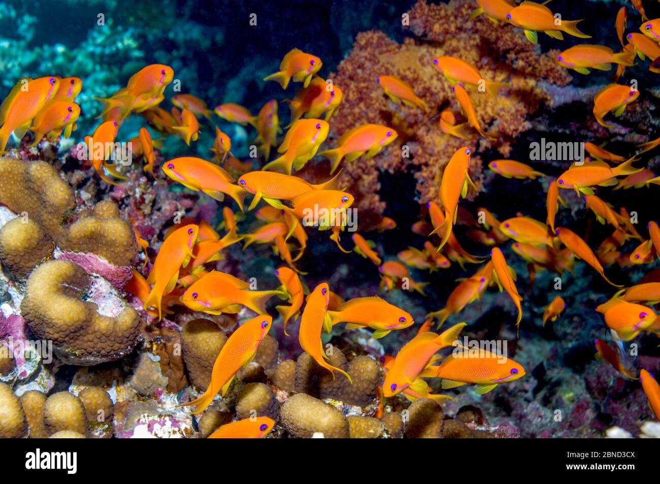 Large shoal of female Lyretail anthias (Pseudanthias squamipinnis ...