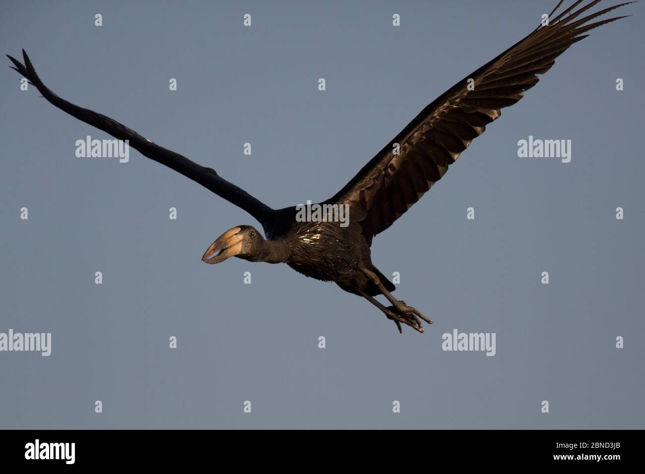 African openbill (Anastomus lamelligerus) in flight. Jimma marshlands ...