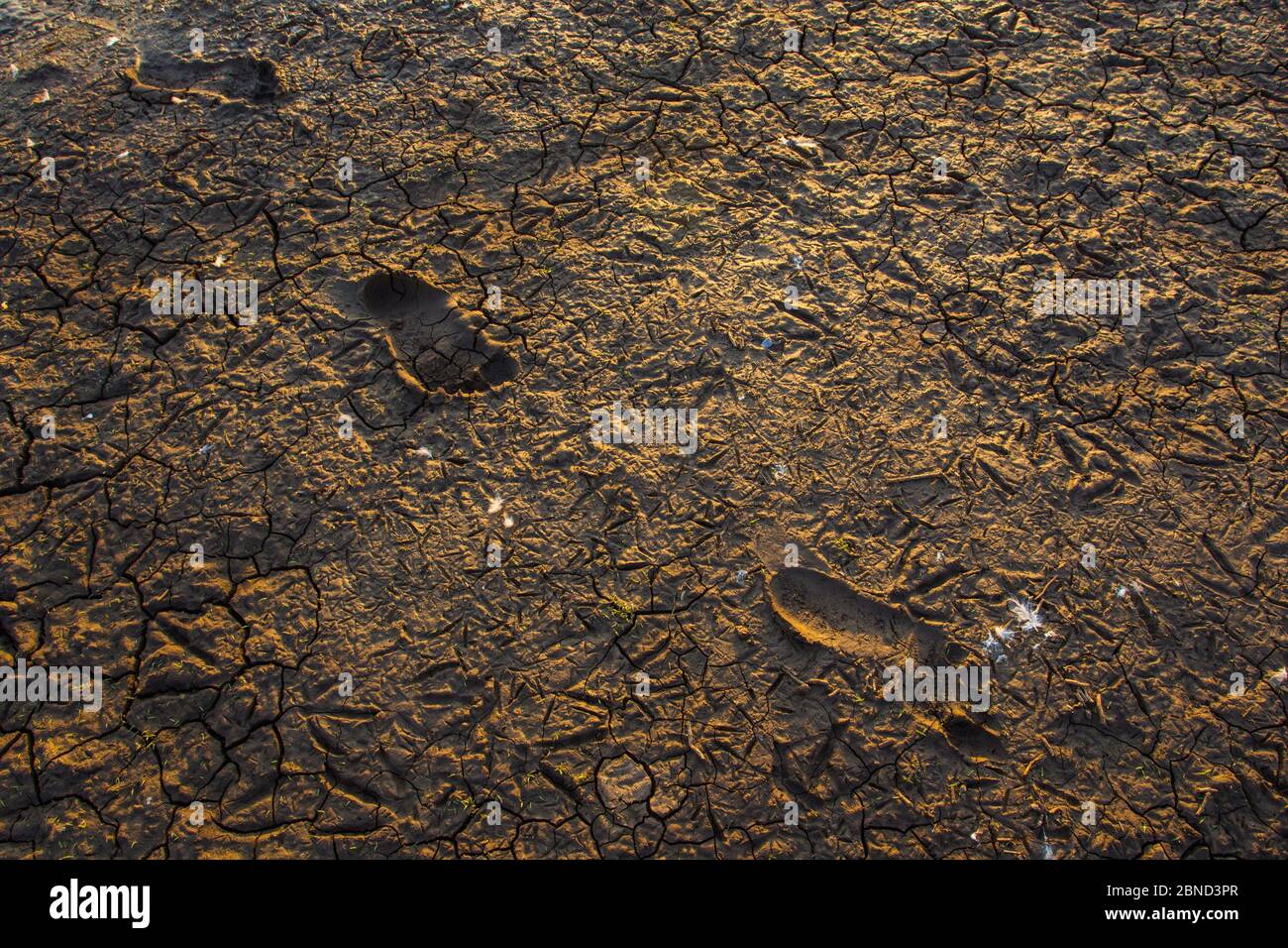 Human footprints and wading bird footprints in cracked mud, Shesher ...