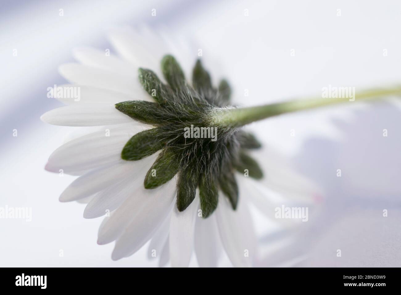 Behind a daisy flower Stock Photo - Alamy