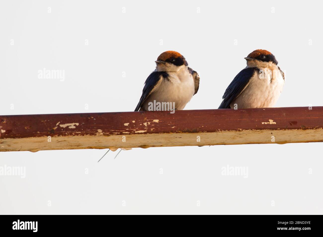 Ethiopian swallow (Hirundo aethiopica) pair perched on wooden bar ...