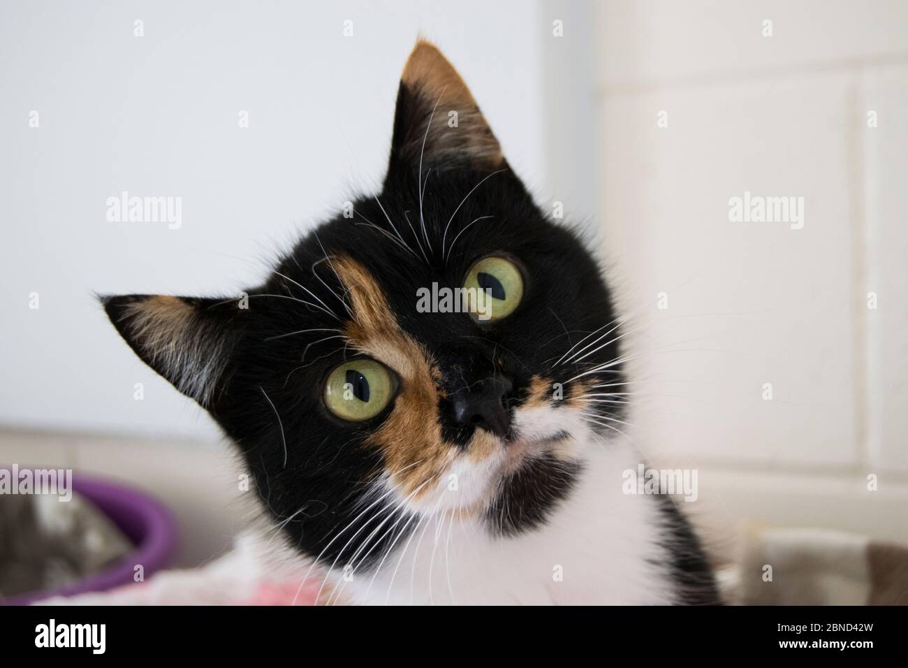 Portrait of a nosy cat Stock Photo - Alamy