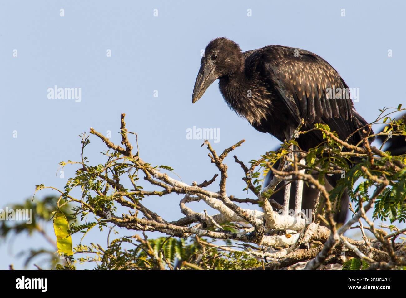 Lake tana bird hi-res stock photography and images - Alamy