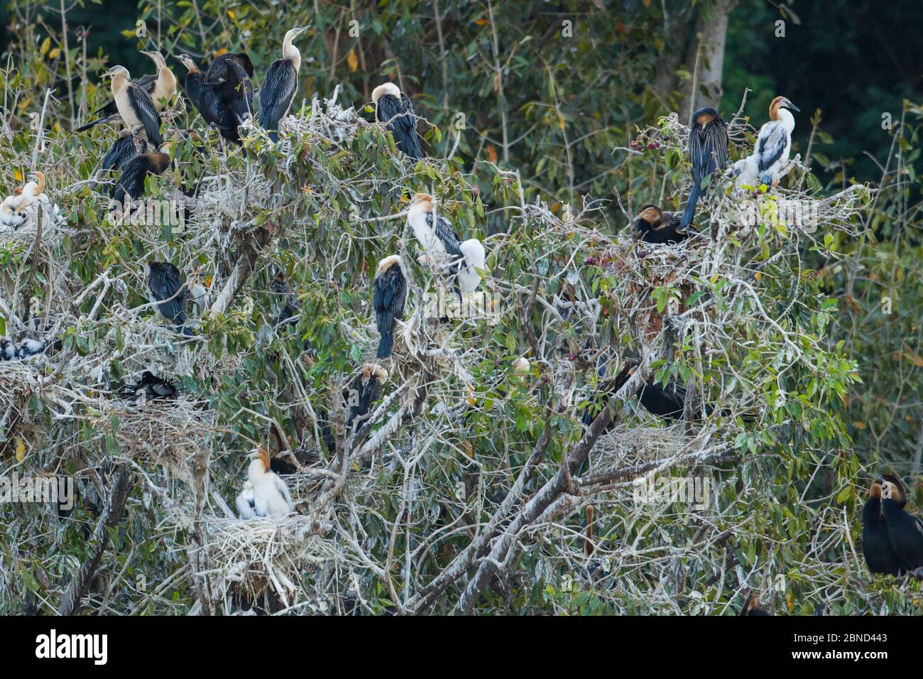 African Darter (Anhinga rufa) nesting colony, Tana Mtsili Island, Lake ...