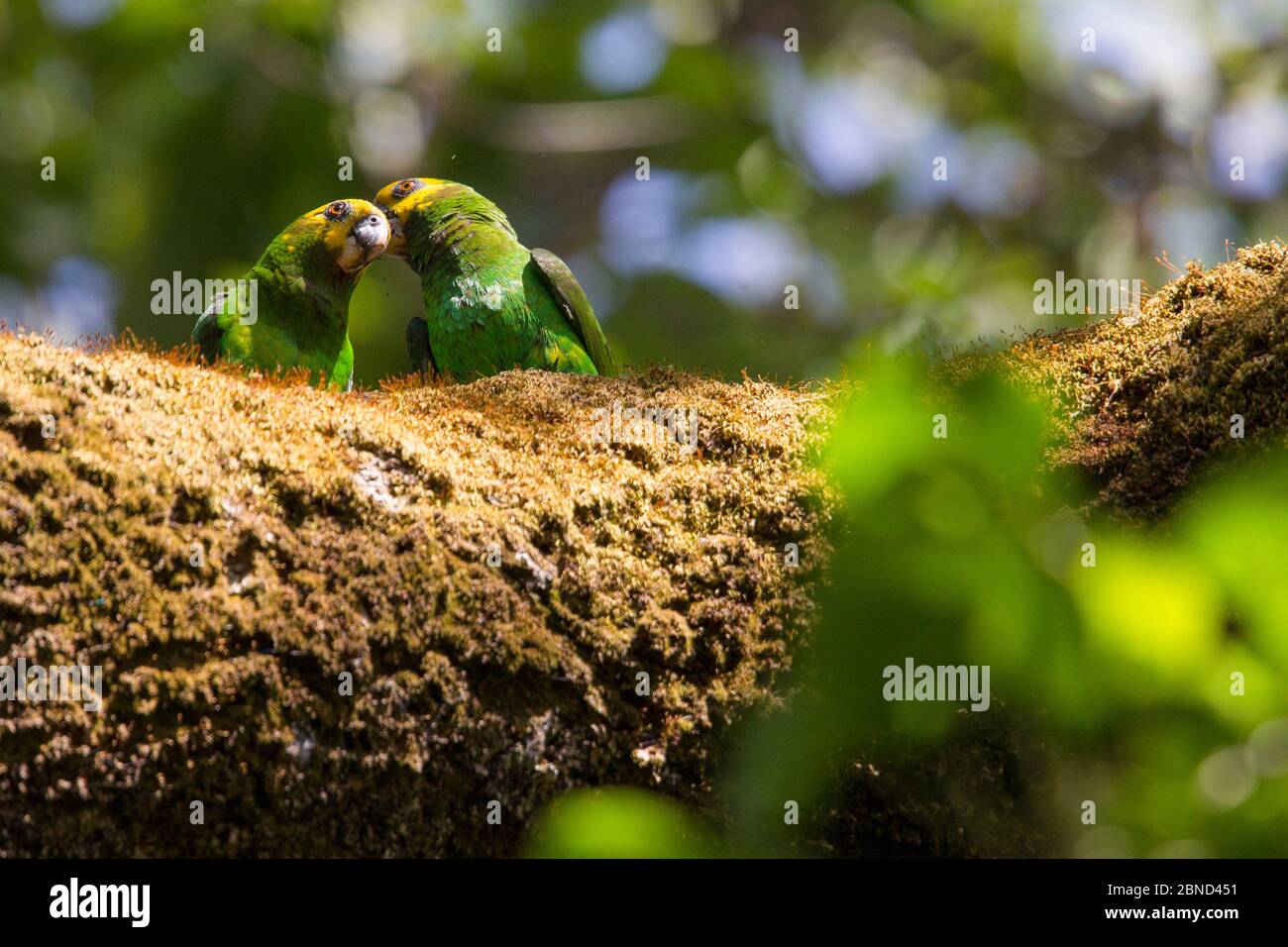 Yellow-fronted parrot (Poicephalus flavifrons) two preening in tree ...