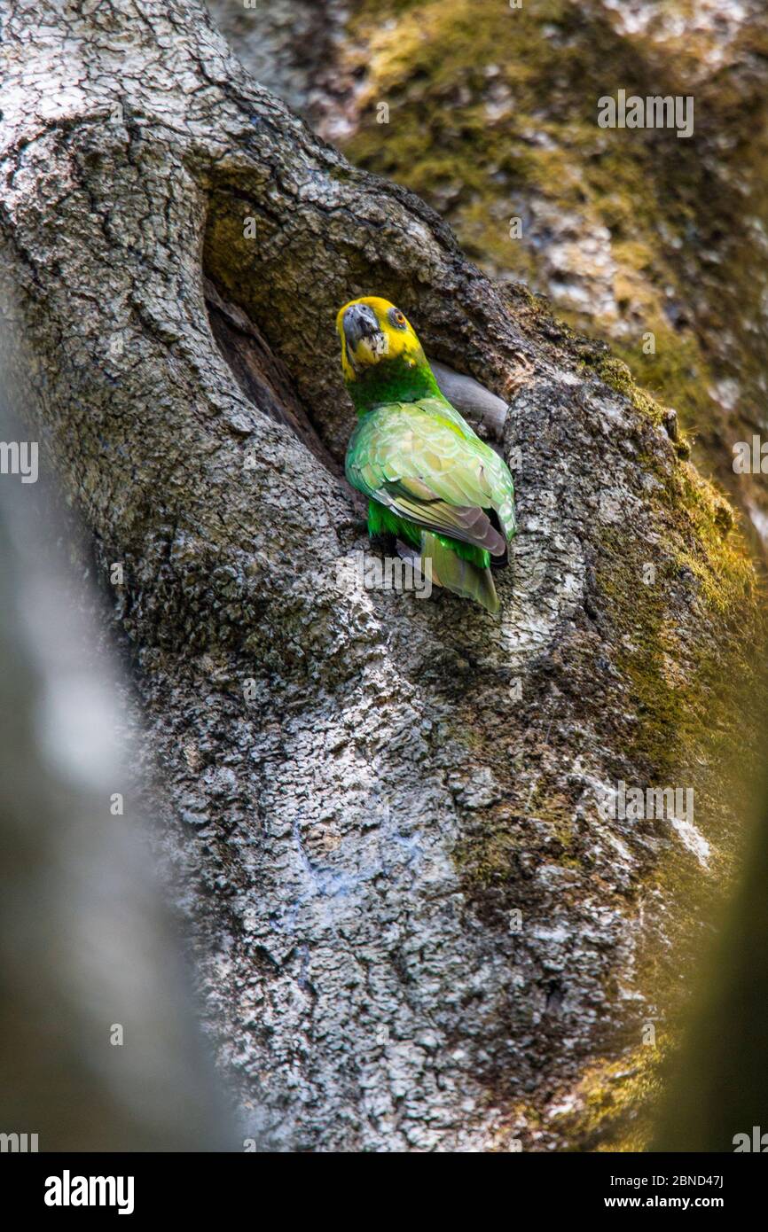 Yellow-fronted Parrot (Poicephalus flavifrons) in tree, Zege peninsula ...
