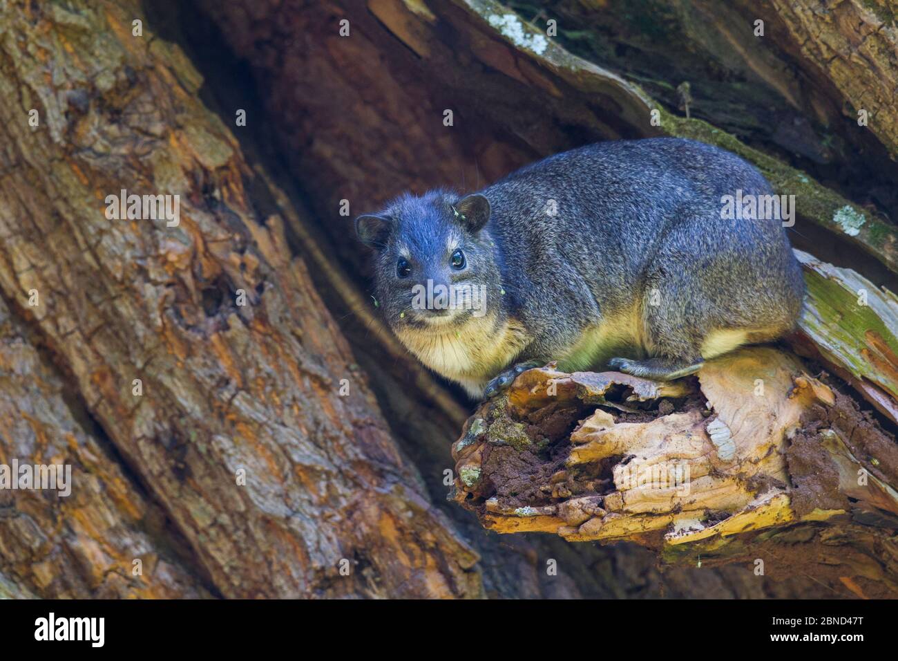 Eastern tree hyrax (Dendrohyrax arboreus) on tree trunk, Zege peninsula ...