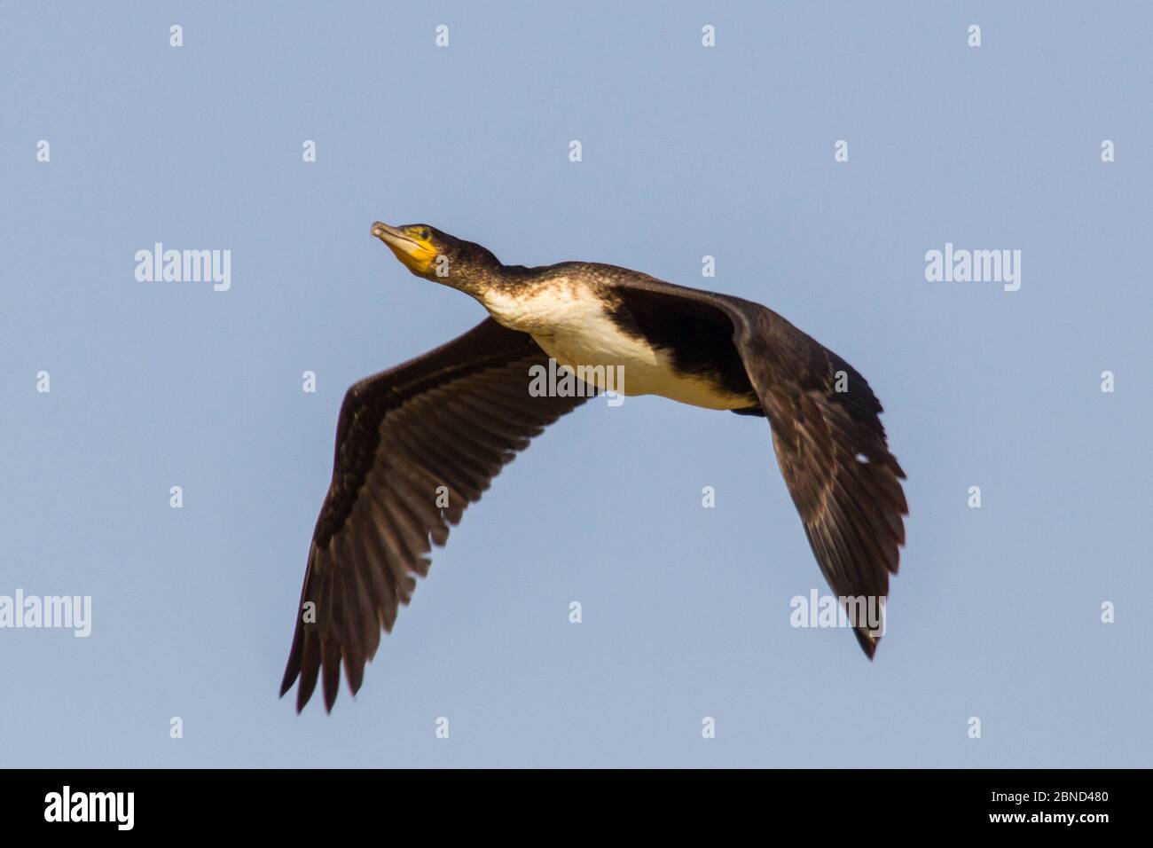 White-breasted Cormorant (Phalacrocorax lucidus) in flight, Lake Tana ...