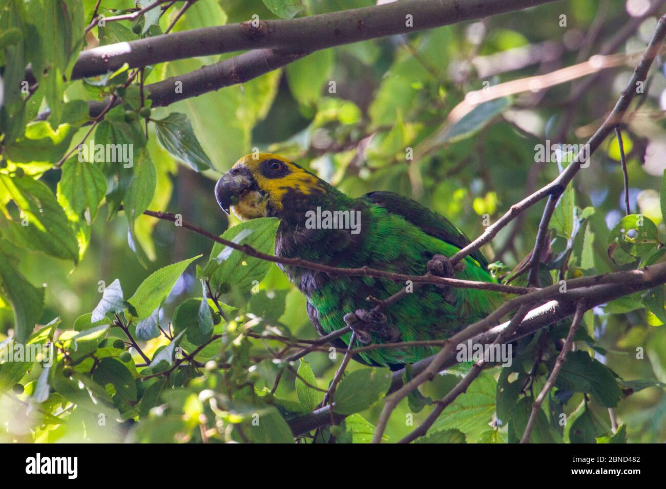 Ethiopia yellow fronted parrot hi-res stock photography and images - Alamy