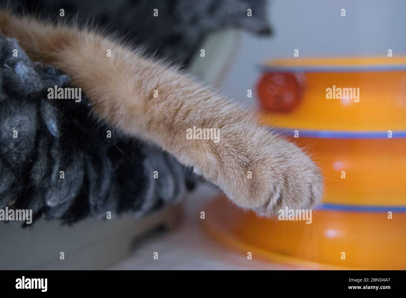 Ginger cat leg Stock Photo - Alamy