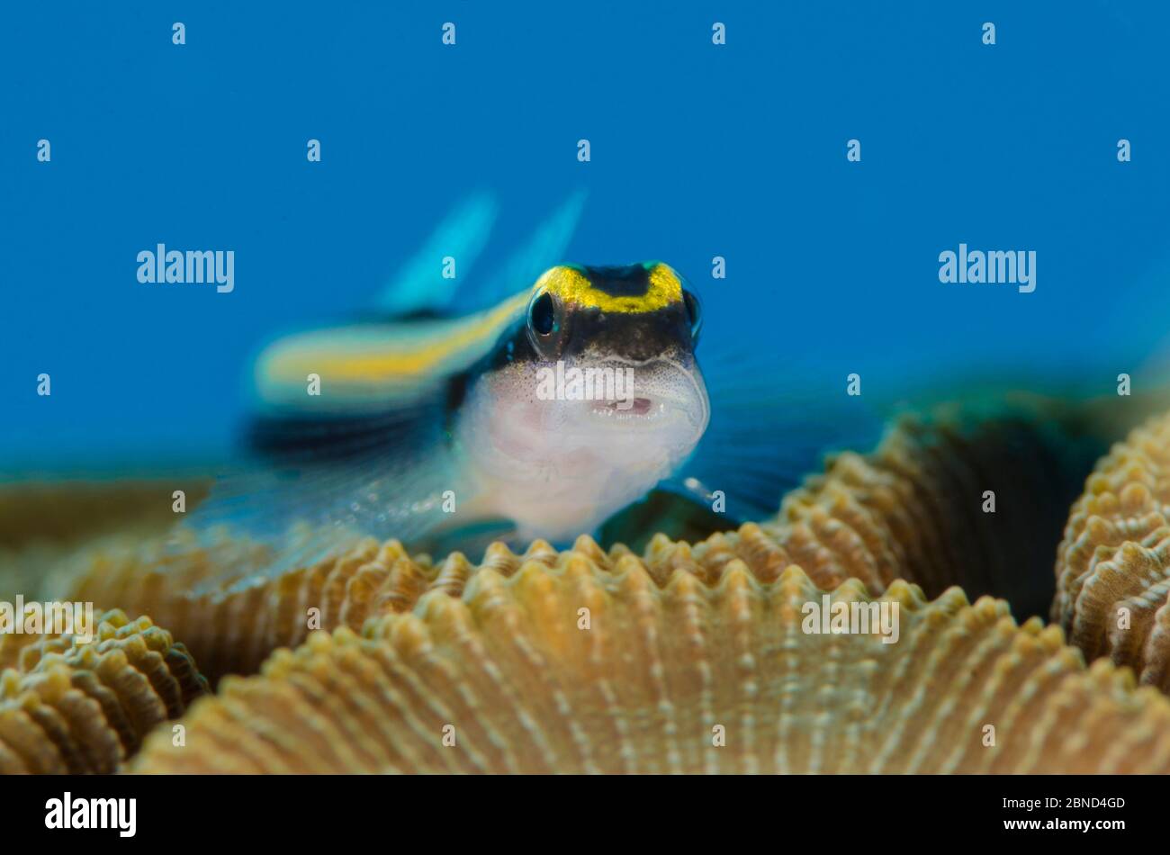 Cleaner goby (Elacatinus genie) waiting for fish on a brain coral ...
