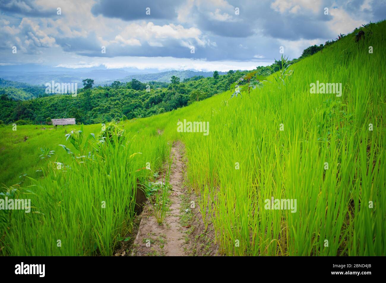 Jhum cultivation hi-res stock photography and images - Alamy