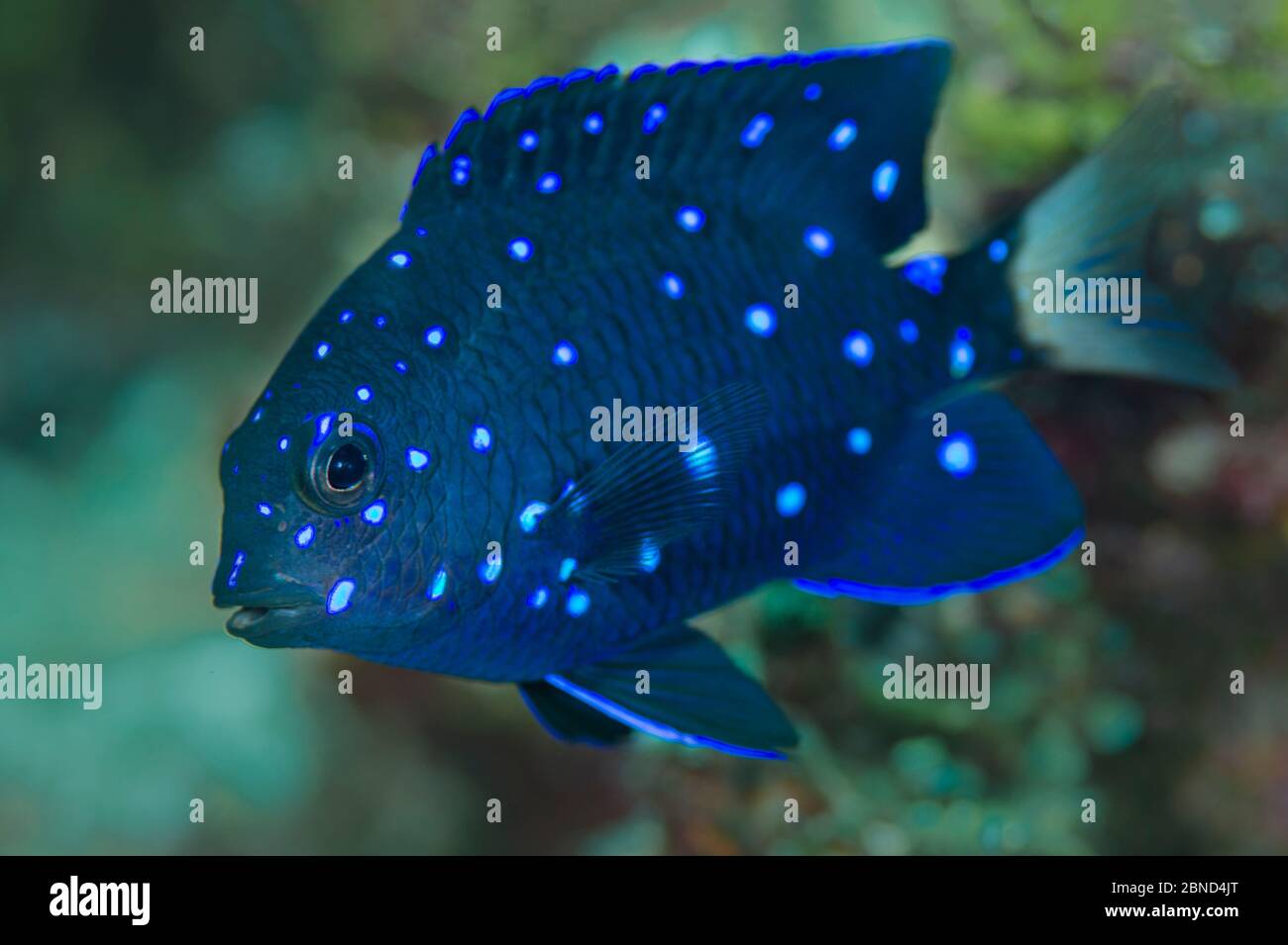 Portrait of an intermediate stage Yellowtail damselfish (Microspathodon ...