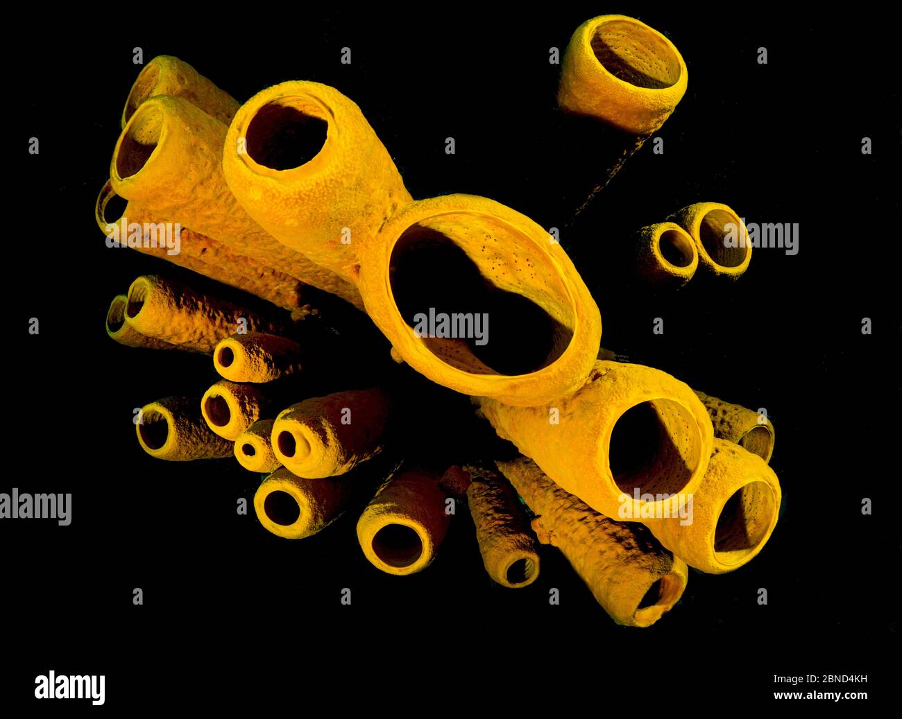 Yellow tube sponges (Aplysina fistularis) growing on a Caribbean coral ...