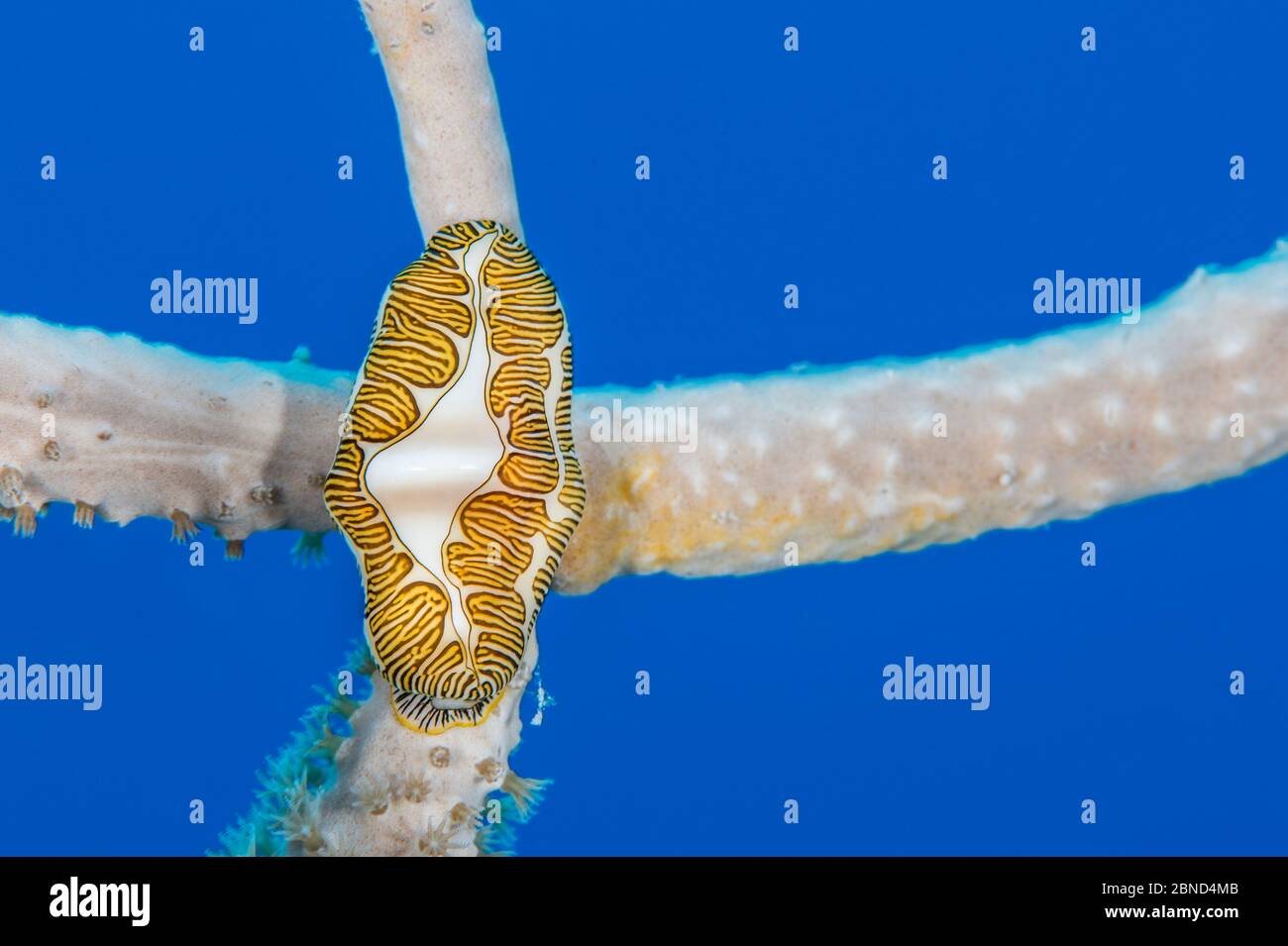 Cyphoma signata hi-res stock photography and images - Alamy