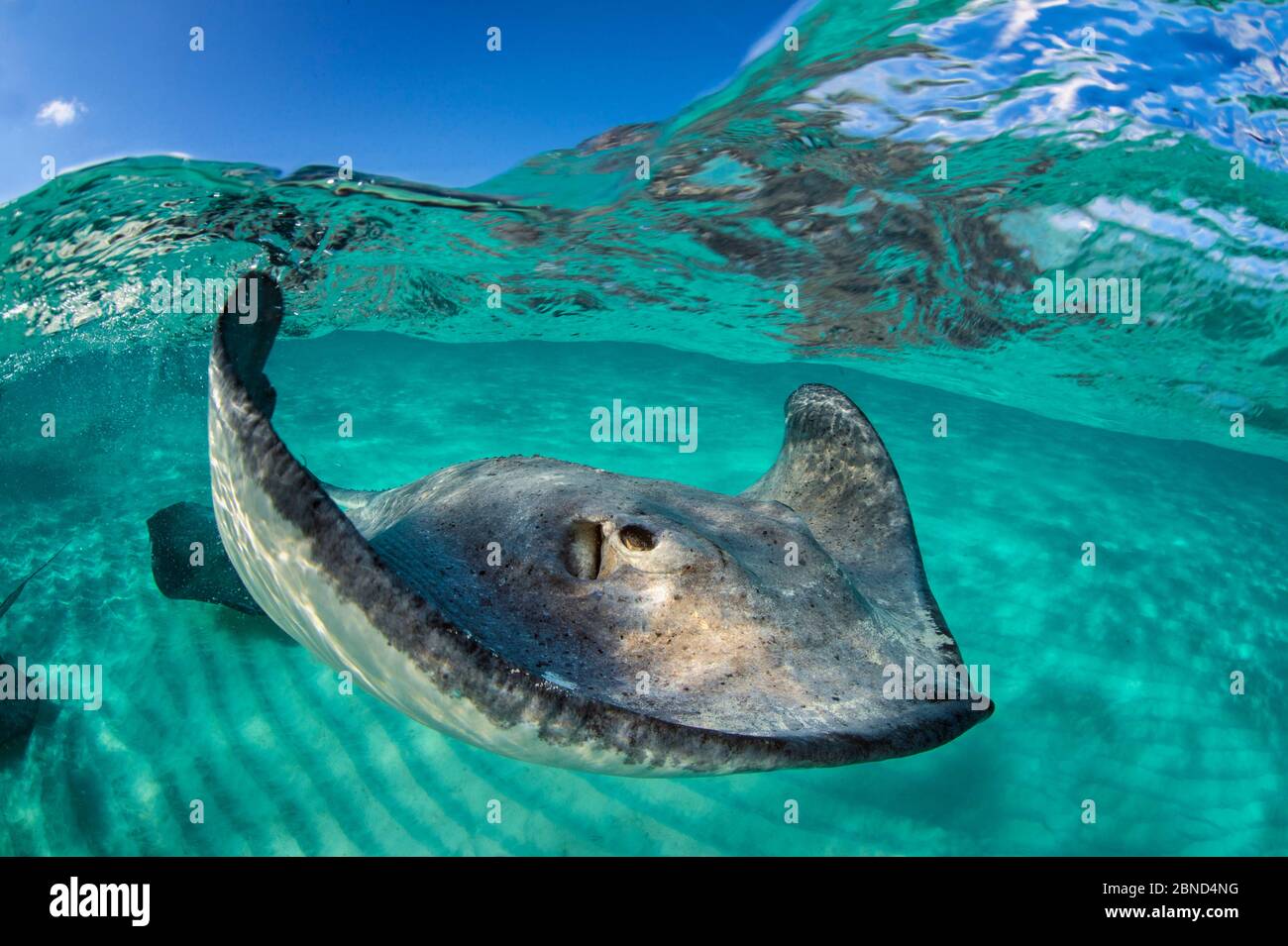 Split level image of a southern stingray (Hypanus americanus) swimming ...