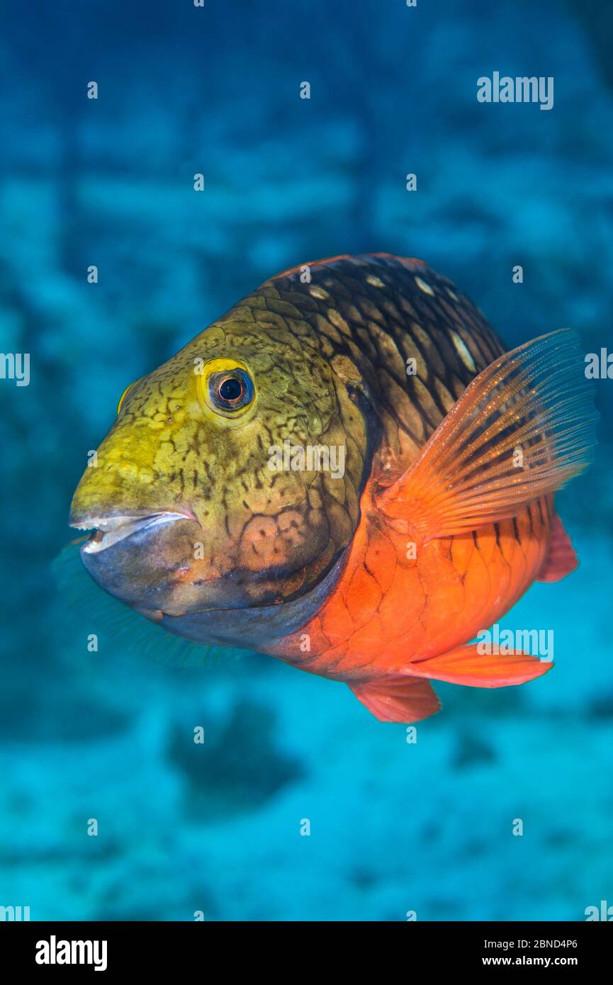 Cayman brac parrot hi-res stock photography and images - Alamy