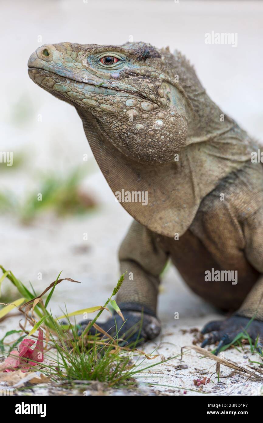 Cayman Islands blue iguana (Cyclura lewisi) Little Cayman, Cayman ...