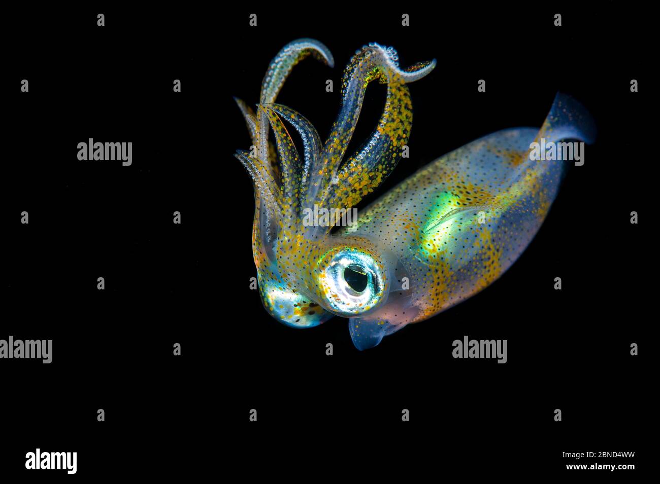 Bigfin squid (Sepioteuthis lessoniana) hovering in mid water at night ...